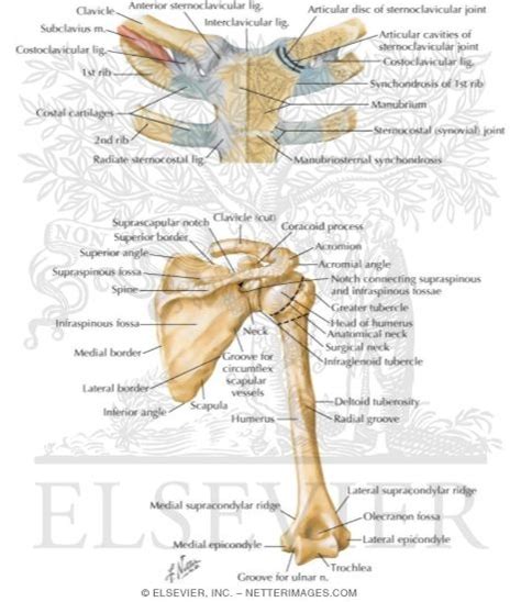 Scapulothoracic Joint