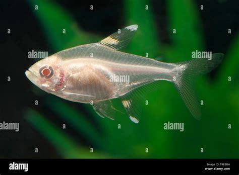 X Ray Fish