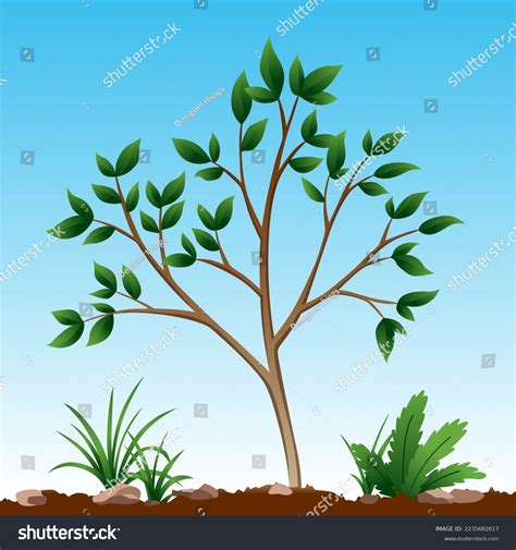 Photosynthesis Process Tree Produce Oxygen Using Stock Illustration 2235682617 Shutterstock