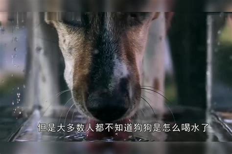 狗狗喝水真是舔着喝吗镜头放慢50倍原来我们一直都被骗了