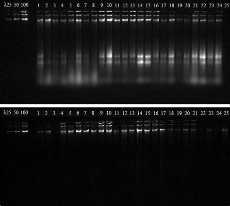 Electrophoretic Analysis Of DNA Extracted From Leaf Samples Of Adult