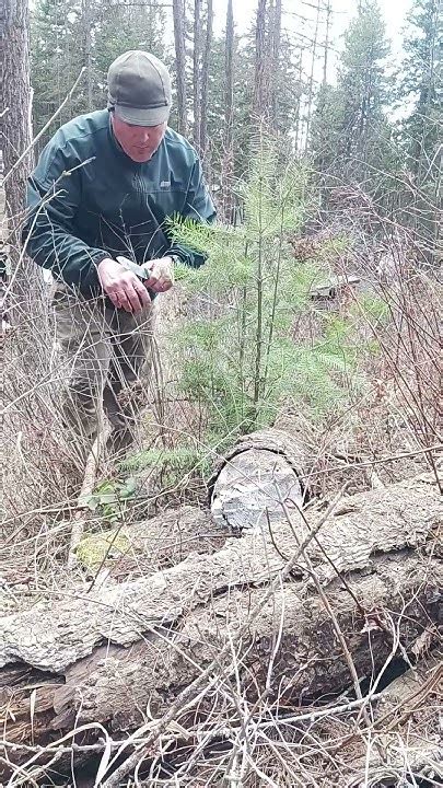 Just A Seedy Afternoon Working On The Forest Garden And Playing With