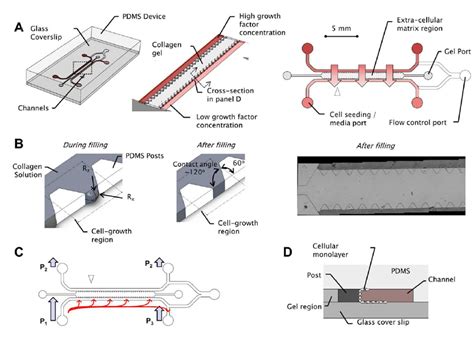 Device Concept And Layout A Overall Microfluidic Device Layout B
