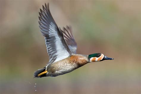 Green Winged Teal X Blue Winged Teal Blue Winged Teal Duck