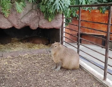 Acuario Michin Una Opción Para Visitar En Cdmx Costos Horarios Cómo