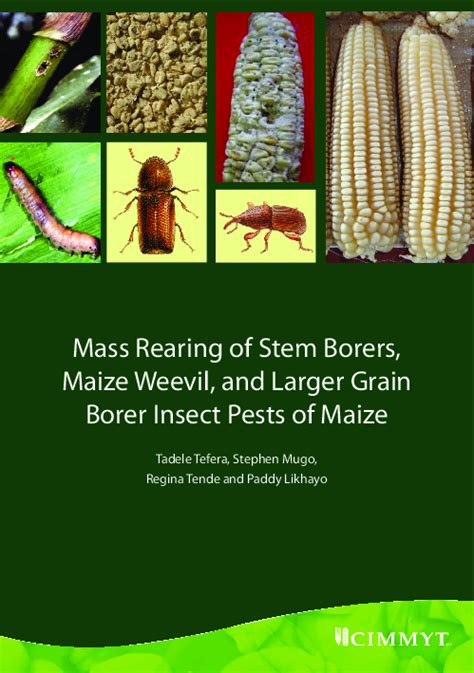 Pdf Mass Rearing Of Stem Borers Maize Weevil And Larger Grain Borer