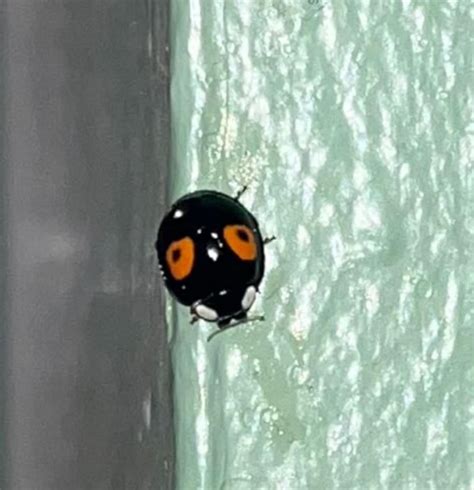 What Type Of Ladybug Is This Ive Never Seen One Like It Before Uk