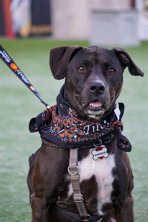 Cheers To Andros Atlanta Humane Society