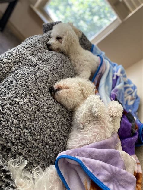 Pin On Pixie Dust And Tinkerbell Pixie Dust Pixie Dogs