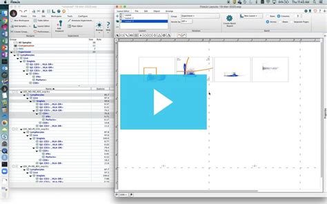 Graphical Reports In The Layout Editor Flowjo Llc