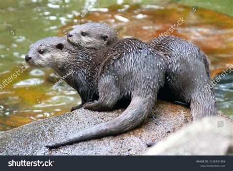 River Otters Holding Hands
