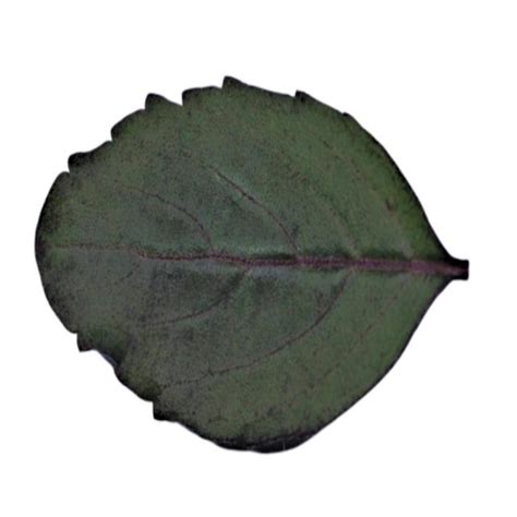 Realtime Identification Of Medicinal Plants Object Detection Dataset