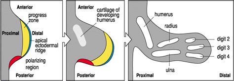 Developmental Biology 3230