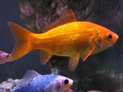 Common Goldfish Alchetron The Free Social Encyclopedia