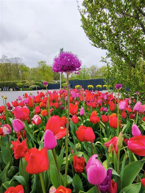 Keukenhof Park Of Flowers And Tulips In The Netherlands Beautiful