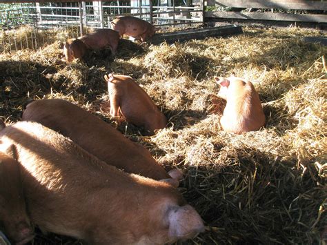 West Sussex Isobel And Cats Blog