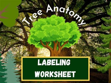 Basic Tree Anatomy Plant Science Labeling Diagram Worksheet With Answer Sheet Teaching Resources
