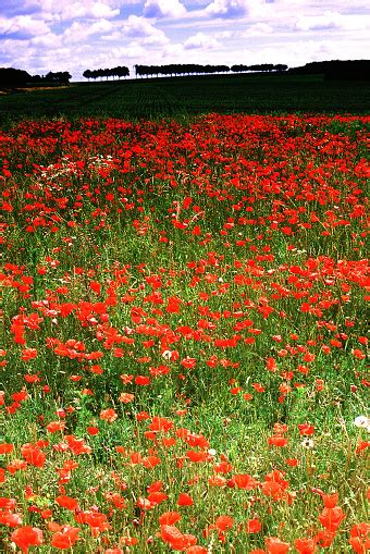 1일의 양귀비 필드 차 세계 대전 솜 밸리 피카디 프랑스 유럽 중간 형식 의 필름에 촬영 0명에 대한 스톡 사진 및 기타 이미지 Istock