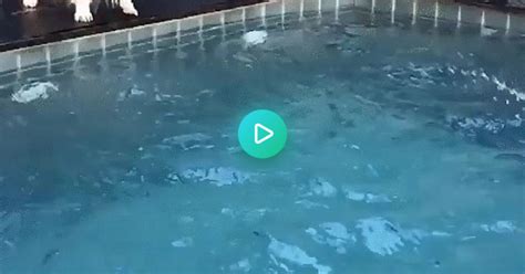 Corgi Flop  On Imgur