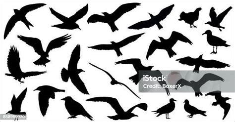 흰색 바탕에 새 실루엣 23에서 1의 설정 벡터 일러스트 레이 션 갈매기에 대한 스톡 벡터 아트 및 기타 이미지 갈매기 검은색 깃털 Istock