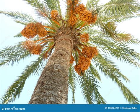 Palm Tree With Yellow Dates On The Sky Background Stock Image Image Of Green Dates 130024275