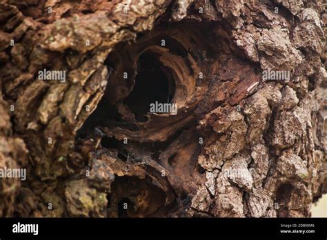 Abstraction Of Old Tree Wound Stock Photo Alamy