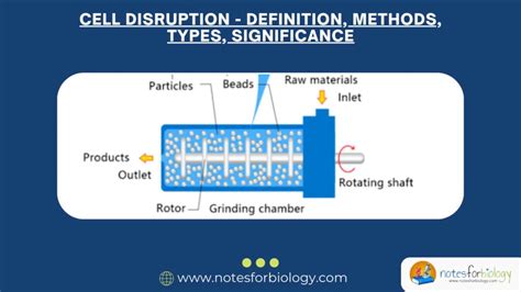 Cell Disruption Definition Methods Types Significance
