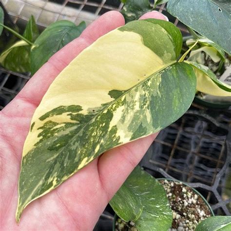 Pothos Epipremnum Pinnatum Albo Variegata Gabriella Plants