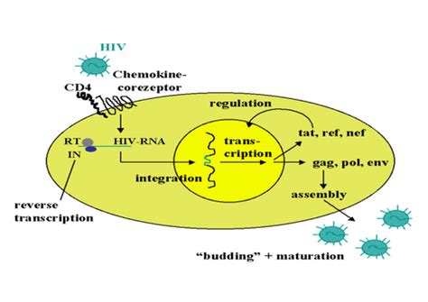 Sba Describe In Simple Terms The Replication Transmission And Pathogenesis Of Hiv Flashcards