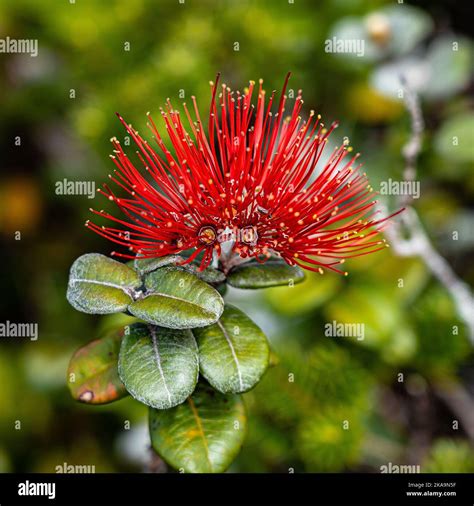 A Red Ohia Lehua Flower And Plant Also Called The Mamo Plant From Hawaii The Scientific Name