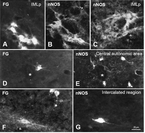 Neuronal Nitric Oxide Synthase NNOS In The Spinal Cord Autonomic Download Scientific Diagram