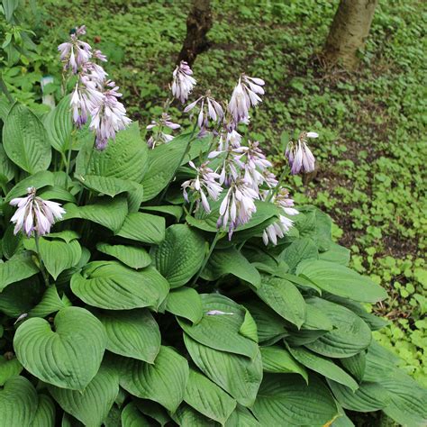 Pretty Blue Gray Hosta Plants For Sale Sieboldiana Elegans Easy To