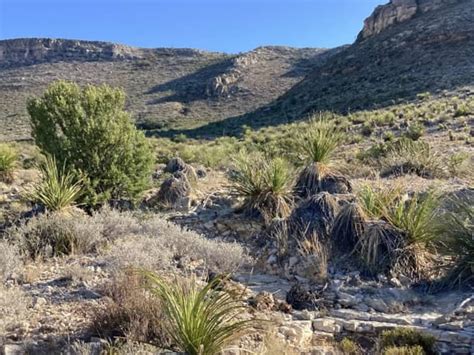 West Texas Desert