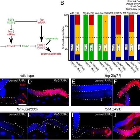 2 Translational Control During Germ Cell Specification In C Elegans