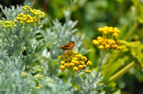 Mother Natures Backyard A Water Wise Garden Plant Of The Month
