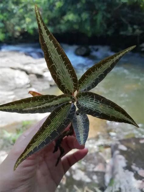 Anoectochilus Roxburghii