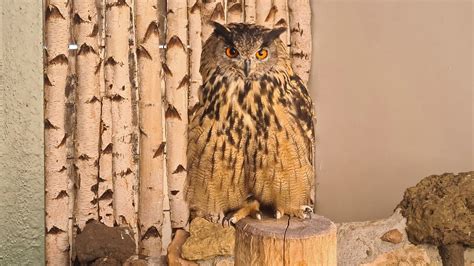 呜呼 猫头鹰 夜晚 Pixabay上的免费照片 Pixabay 呜呼 猫头鹰 夜晚 Pixabay上的免费照片 Pixabay