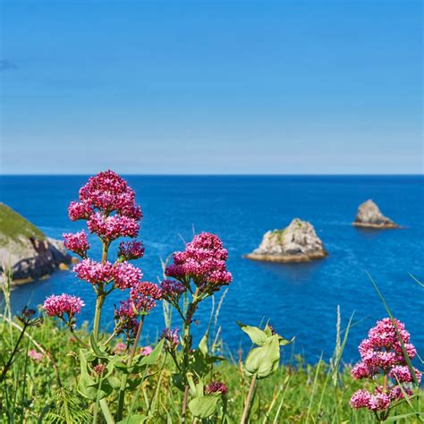 Walk Brixham And Berry Head Devon