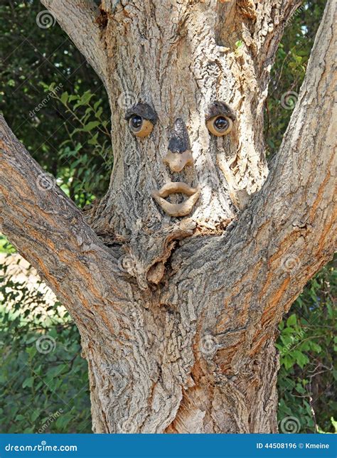 Tree With Facial Expression Watching You Stock Photo Image 44508196