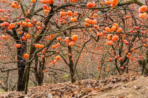 The Wild Persimmon Tree Minneopa Orchards