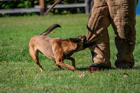 Bite Me Big Back But Its Just Caicos Eating Decoys Malinois Malinoislovers Bitesports
