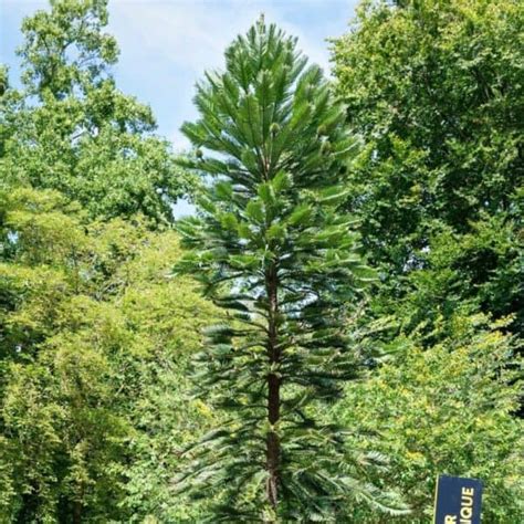 Buy Wollemi Pines Online Rare Wollemia Nobilis For Sale