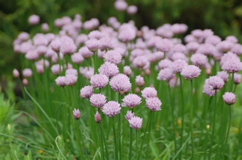 Chives Chivette Allium Schoenoprasum Chivette