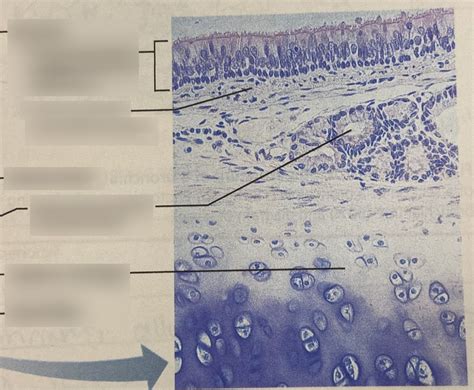 Ex 36 Lung Tissue Diagram Quizlet