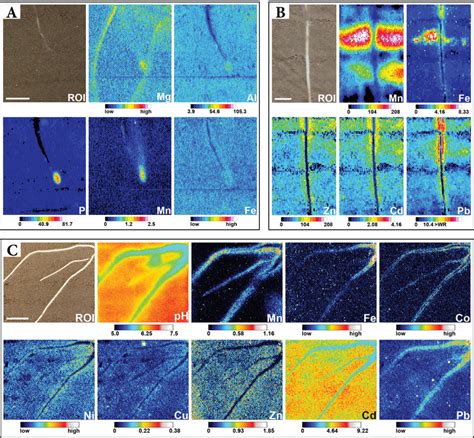 Sub Mm 2d Distribution Of Labile Nutrient And Contaminant Solute