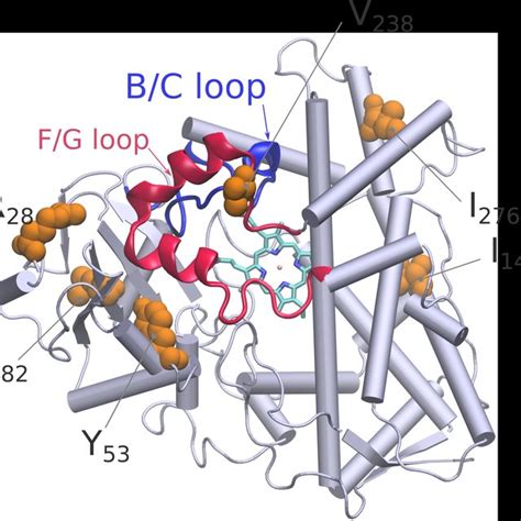 Dynamic Cross Correlation Matrix Dccm Analysis For The Wild Type And Download Scientific
