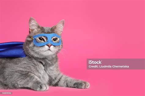 파란색 슈퍼히어로 망토를 입은 사랑스러운 고양이와 분홍색 배경에 마스크 텍스트를 위한 공간 애완고양이에 대한 스톡 사진 및 기타