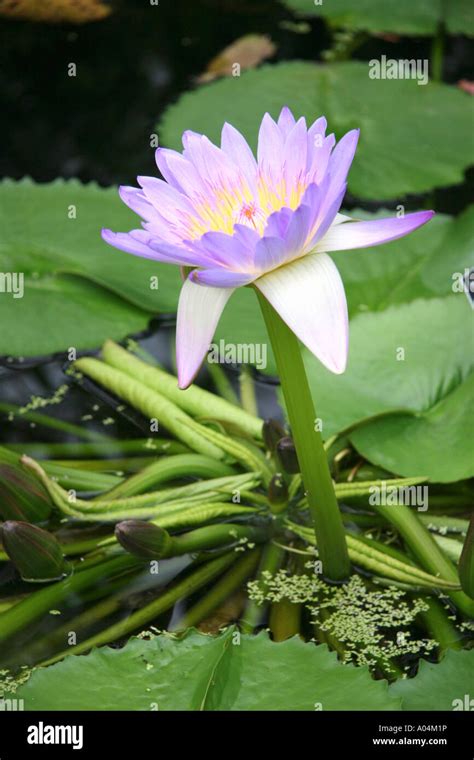 Water Lily Nymphaea Stock Photo Alamy