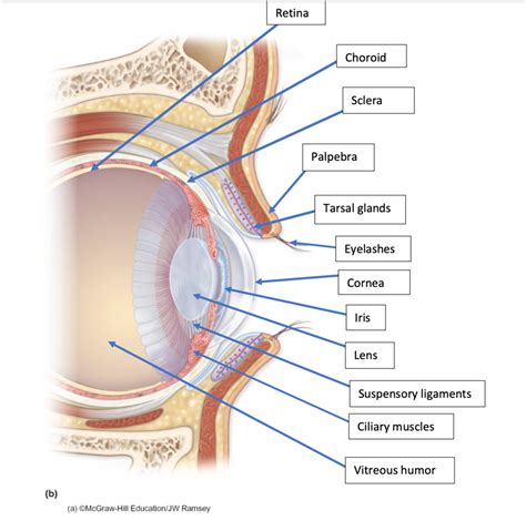 Week 9 Lab Quiz Brain And Senses Diagram Quizlet