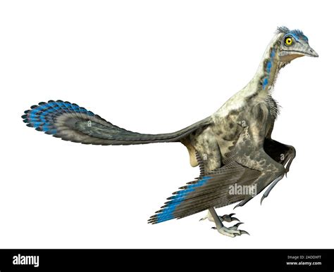 Is A Archaeopteryx A Bird At Tammy Jackson Blog